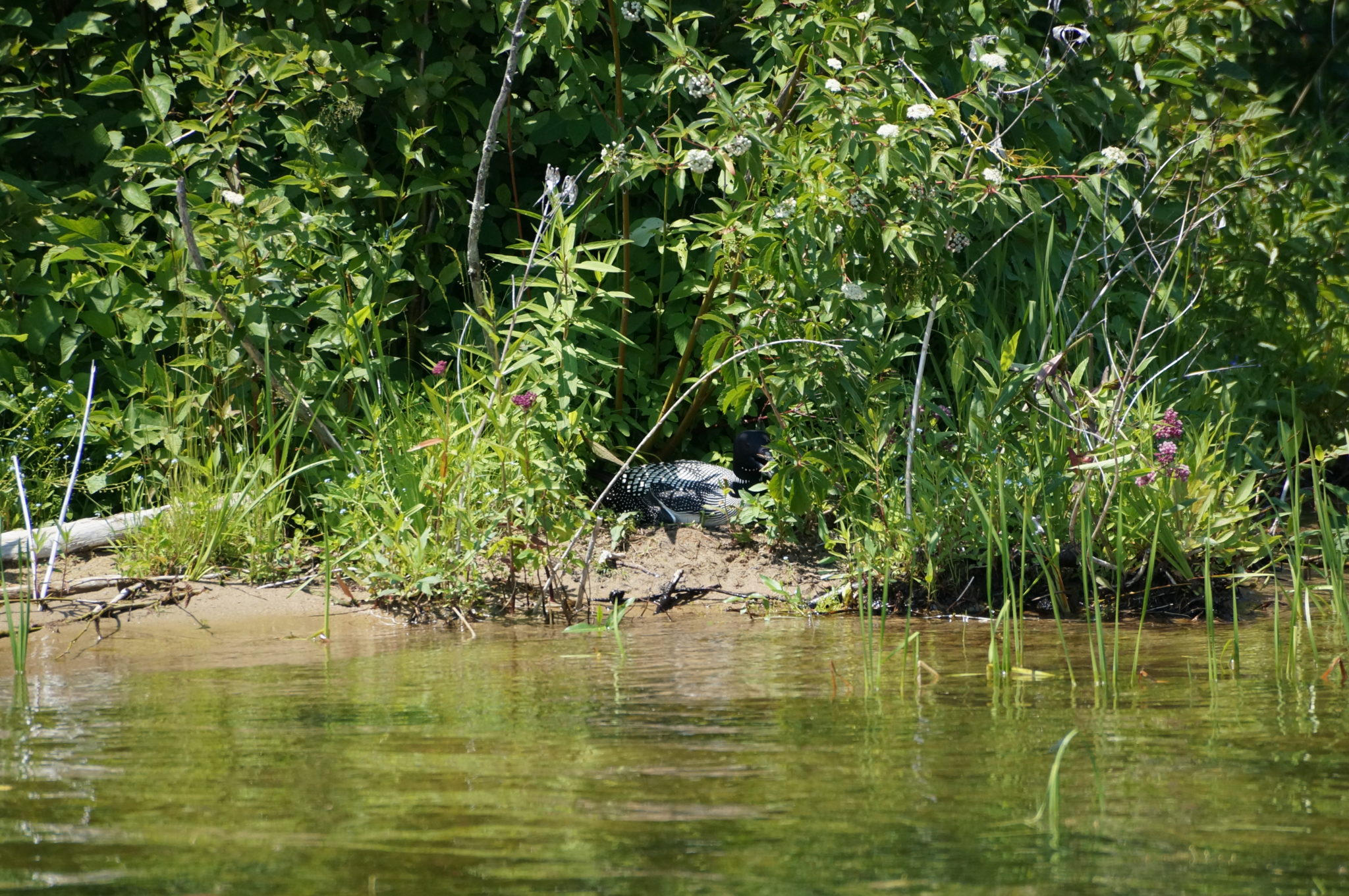 Outdoor Heritage Fund - National Loon Center Foundation
